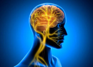 Nervul Vag și Sindromul Vagal – Simptome, Cauze și Afecțiuni